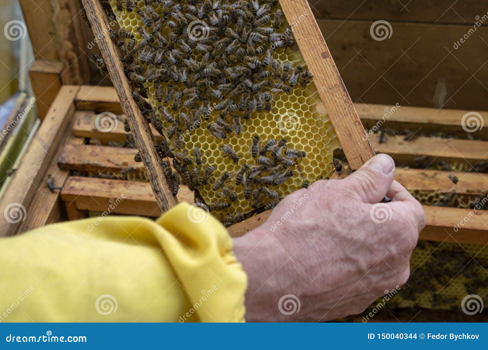 A Man Pulls Out of the Hive Frame with Honey and Bees Stock Photo ...