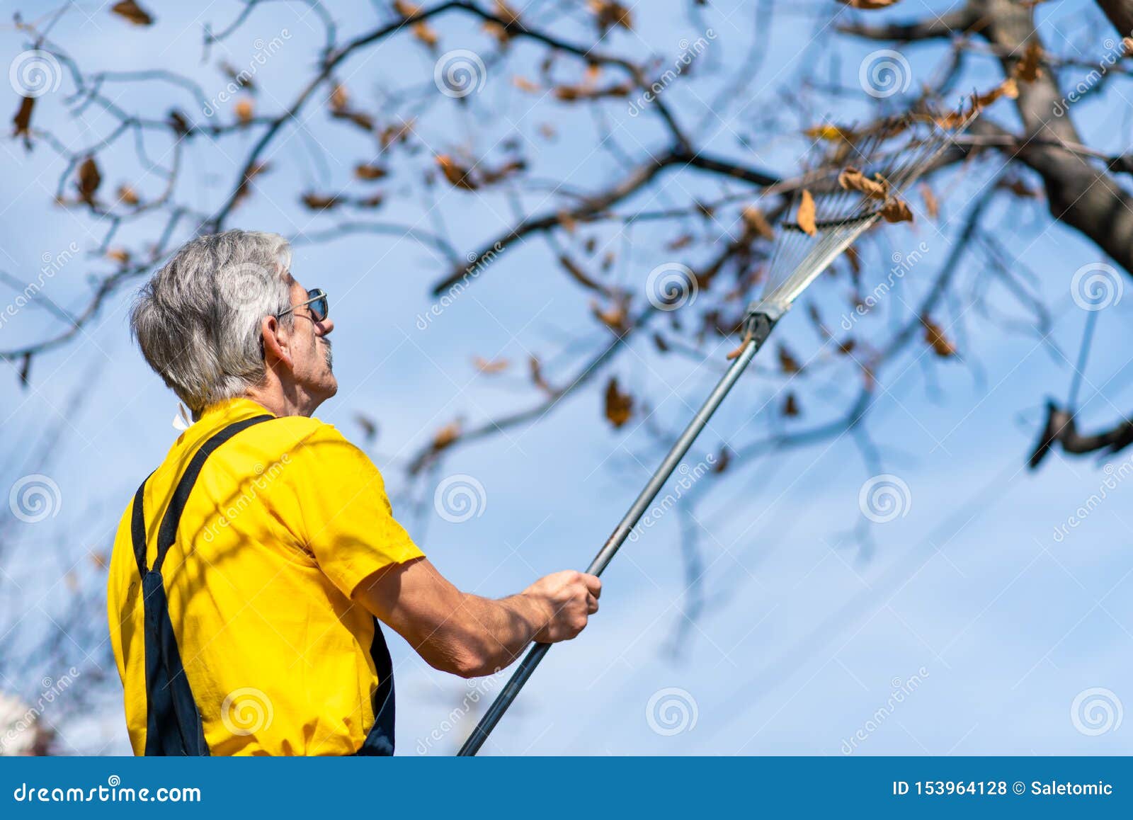 Man Punching Autumn Leaves from the Tree Stock Photo - Image of home ...