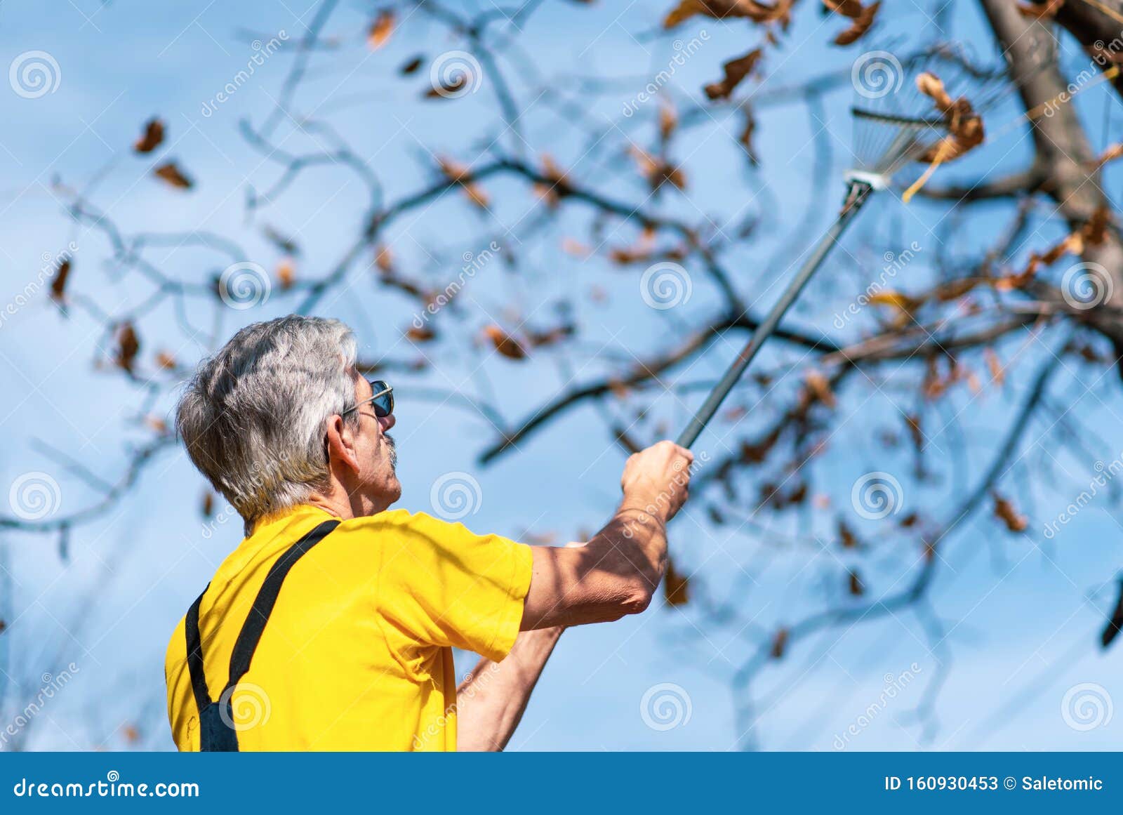 Man Punching Autumn Leaves from the Tree Stock Image - Image of rake ...