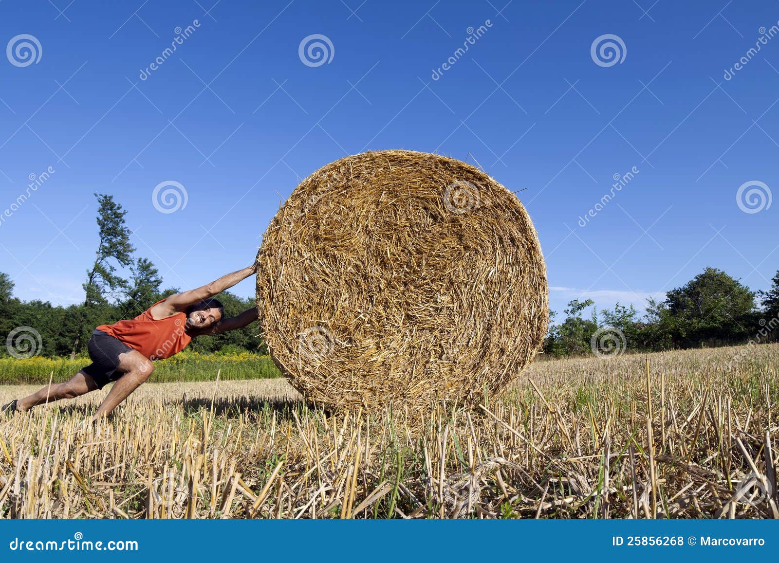 Man pushing hay bale stock photo. Image of uphill, funny - 25856268