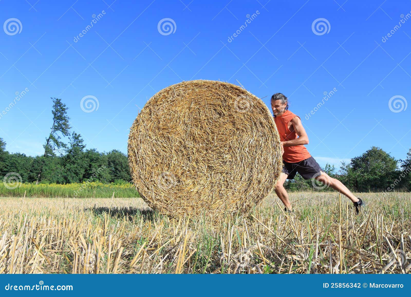 Man pushing hay bale stock photo. Image of countryside - 25856342