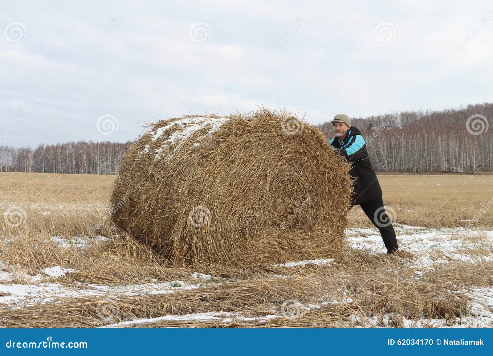 The Man the Pushing Hay Sheaf in the Field Stock Photo - Image of ...