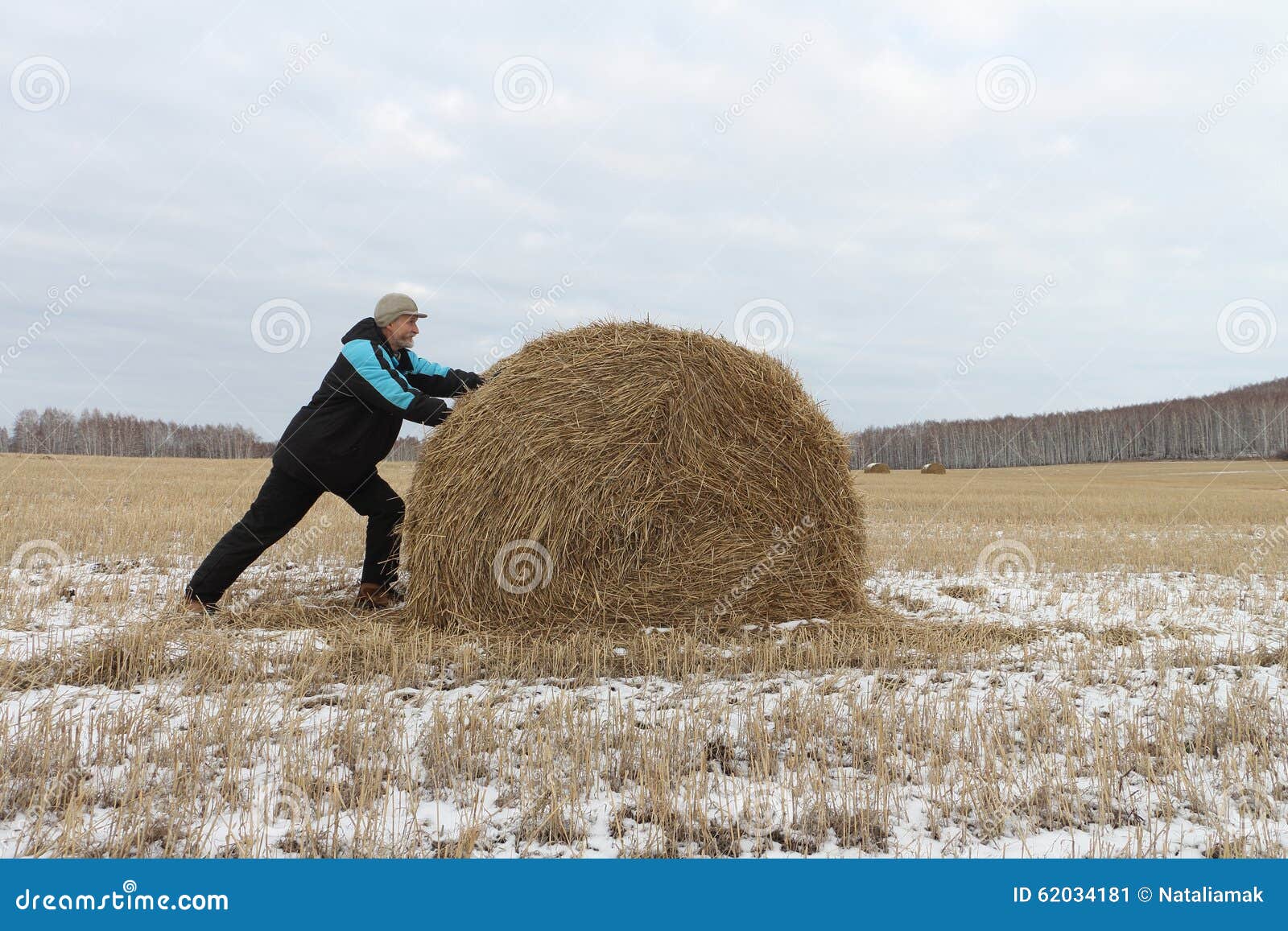 The Man the Pushing Hay Sheaf in the Field Stock Image - Image of ...
