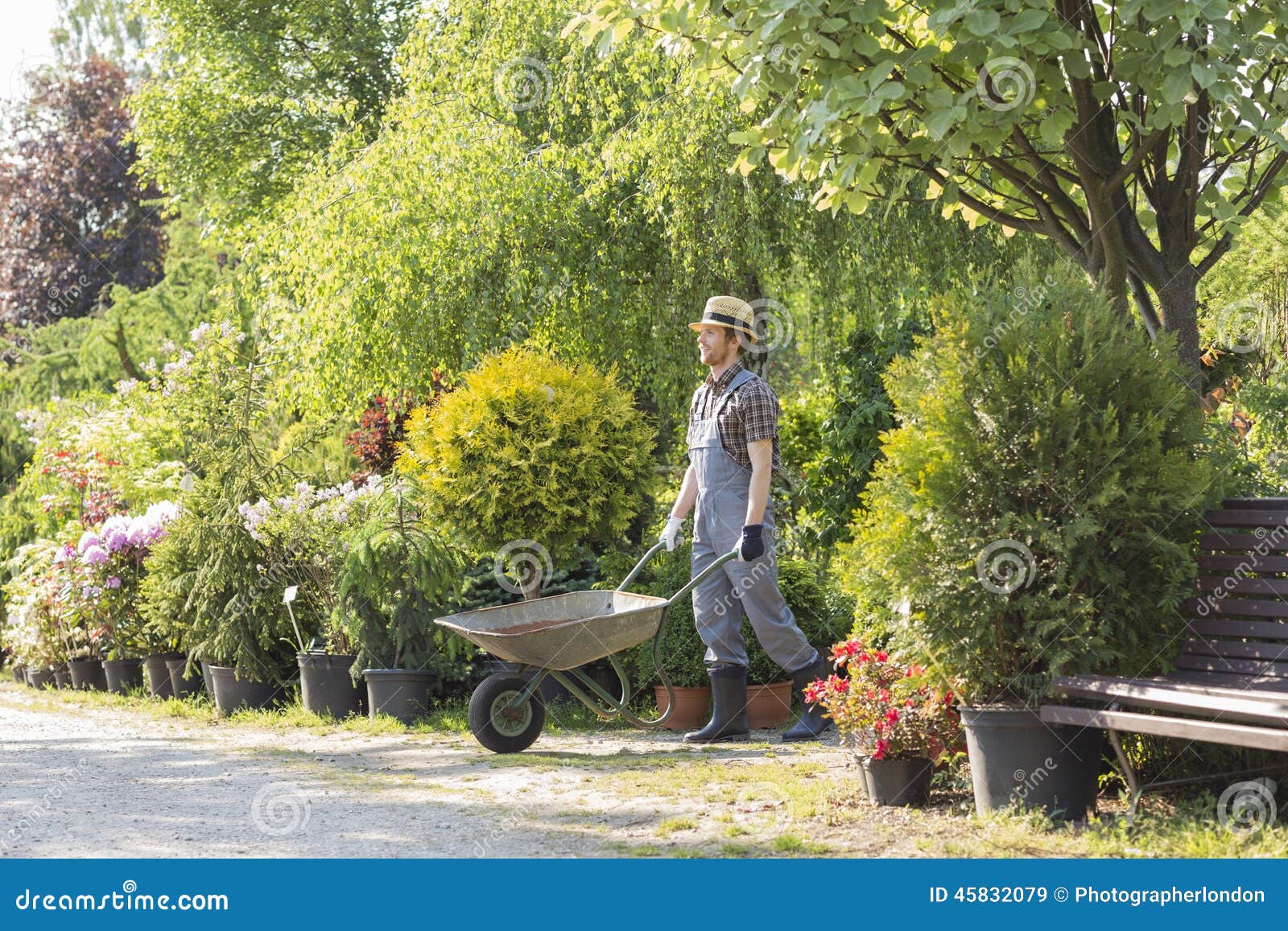 Man Pushing Wheelbarrow at Garden Stock Image - Image of growth ...