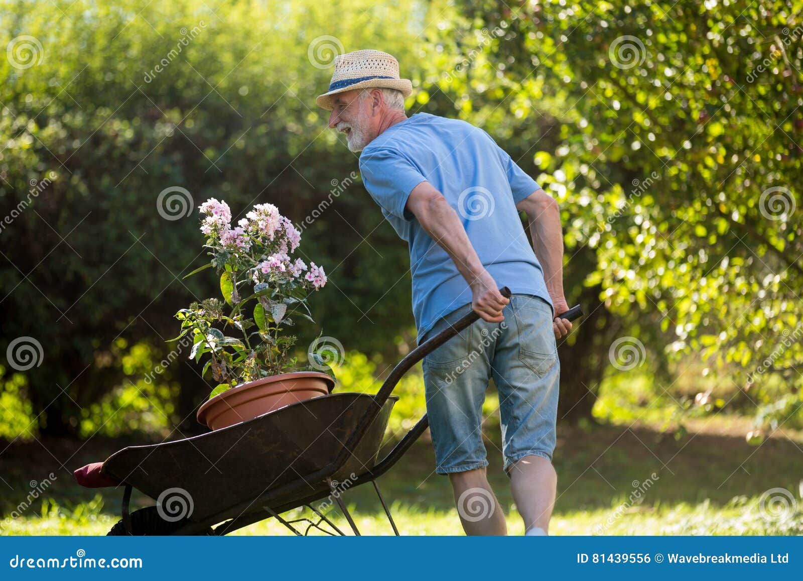 Man Pushing a Wheelbarrow in the Garden Stock Photo - Image of clothing ...