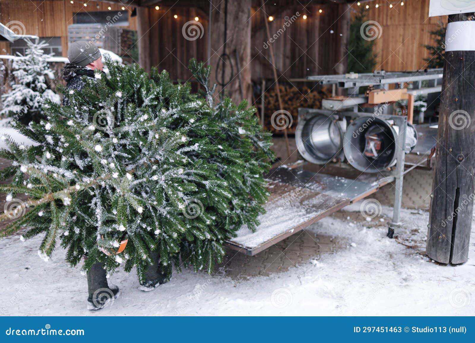 Man Put Christmas Tree on Table for Packing Stock Image - Image of ...