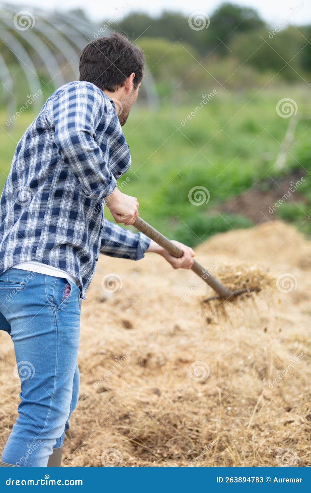 Man Puts Hay on Haystack for Animal Feed Stock Image - Image of ripe ...