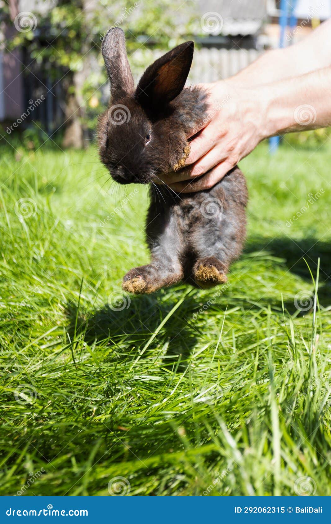 Man Putting Black Small Rabbit on the Green Grass in the Garden. Stock ...