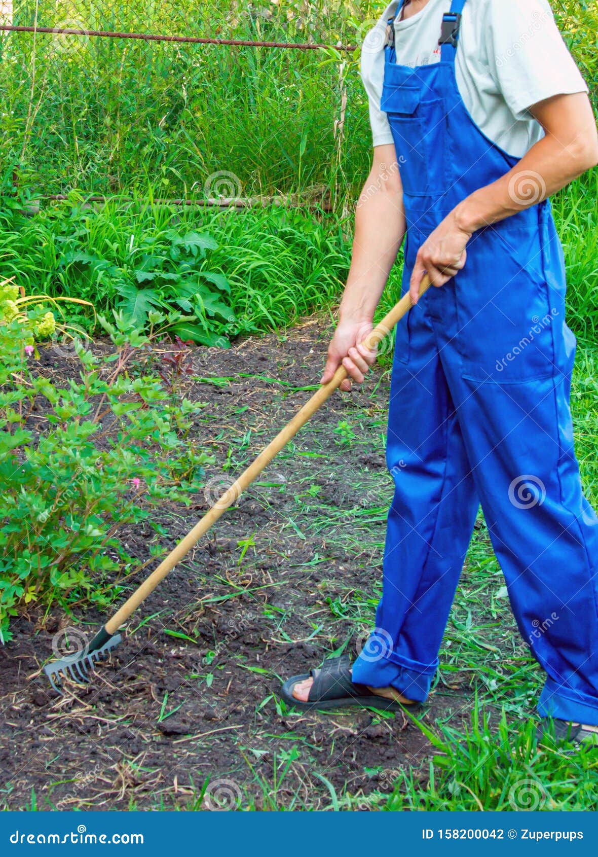 A Man with a Rake on the Grass. Stock Photo - Image of cleaning, leaf ...