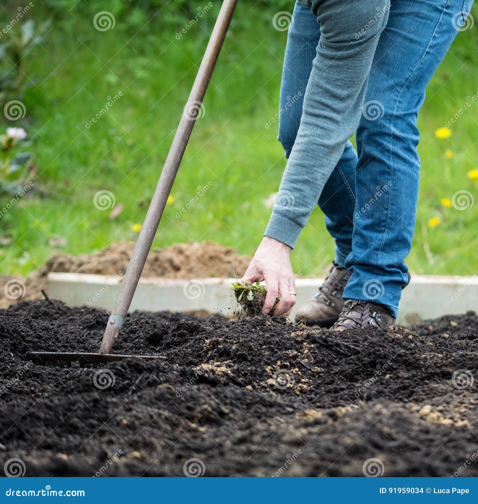 Man with Rake Planting Seedling or Sapling in Garden Stock Photo ...
