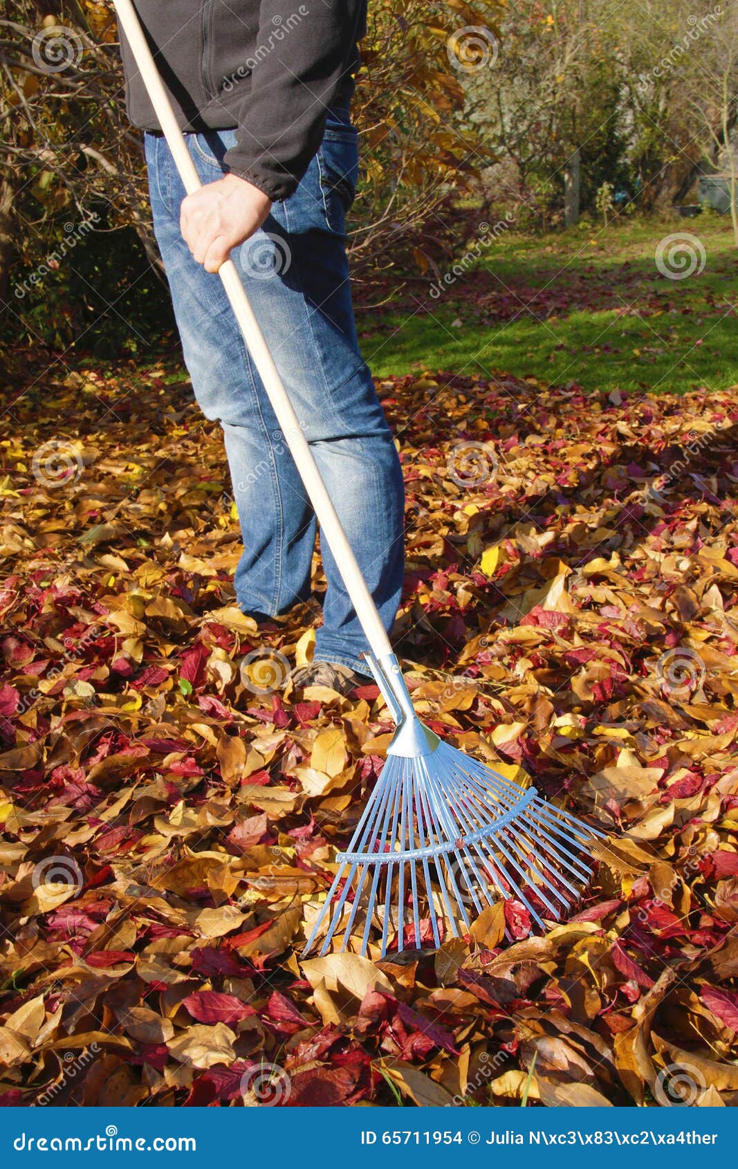 Man Raking autumn leaves stock photo. Image of remove - 65711954