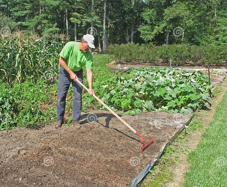 Man raking garden stock image. Image of summer, handyman - 3945941