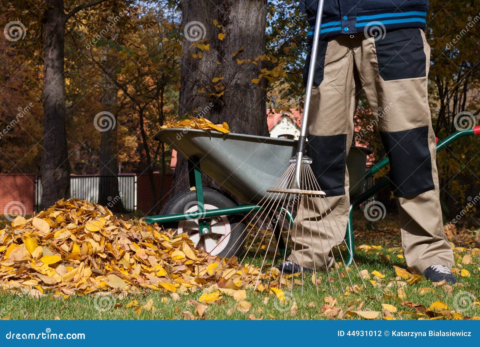 Man raking the leaves stock photo. Image of people, horticultural ...