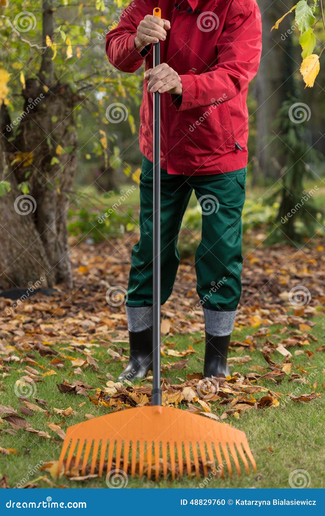 Man raking the leaves stock photo. Image of natural, landscape - 48829760