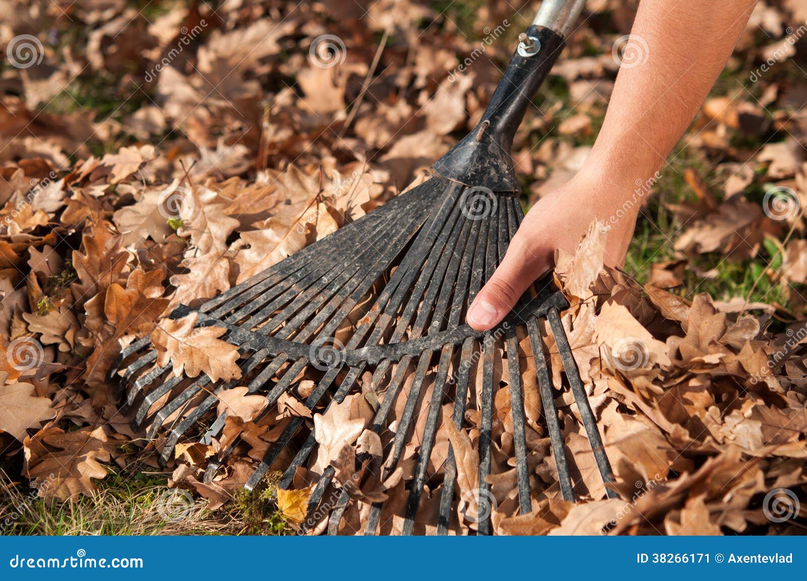 Man Raking Leaves in the Garden Stock Image - Image of foliage, raking ...