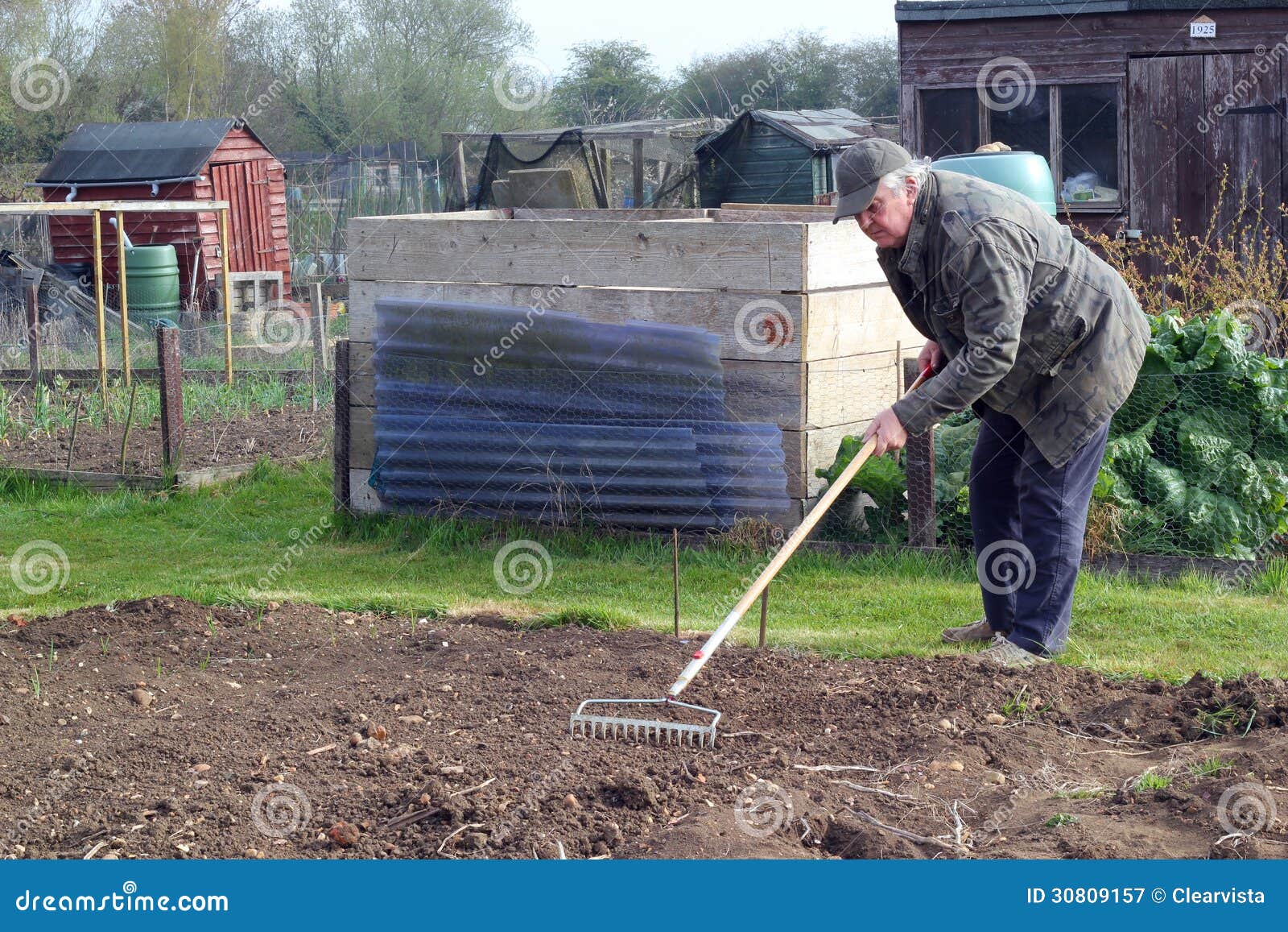 Man raking a seed bed. stock image. Image of rake, grow - 30809157