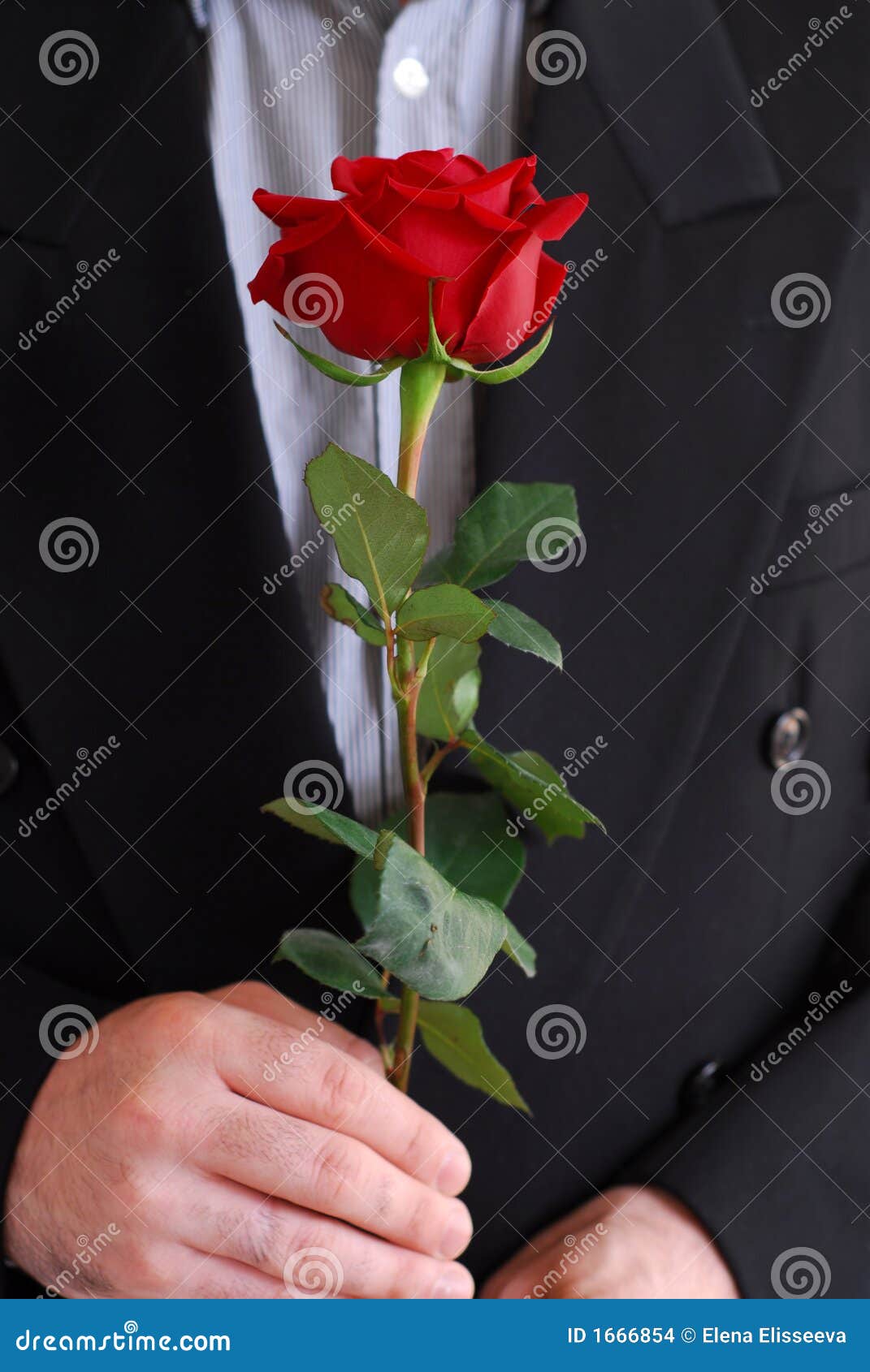 Man red rose stock photo. Image of body, married, giving - 1666854
