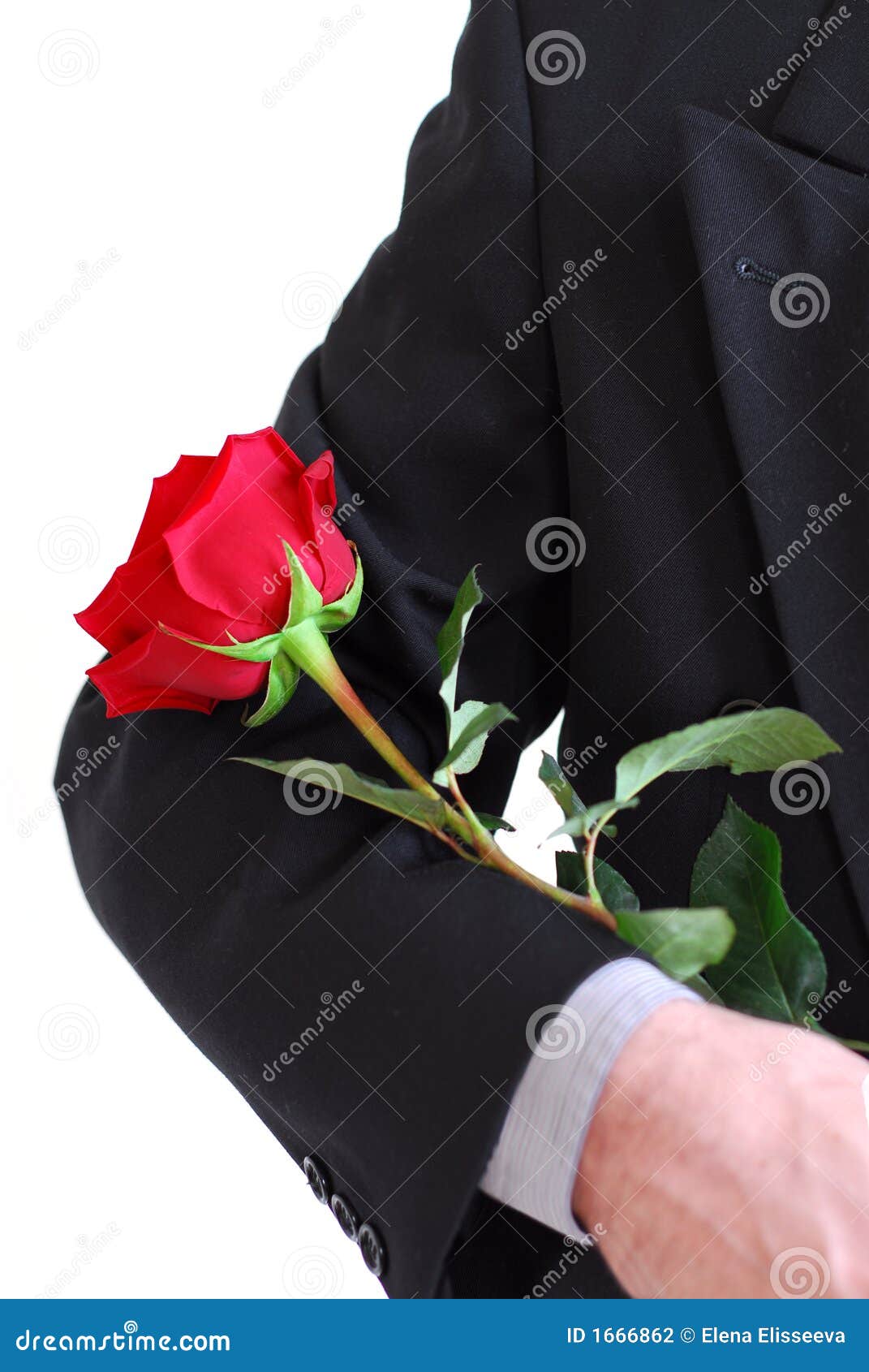 Man red rose stock photo. Image of body, elbow, offering - 1666862