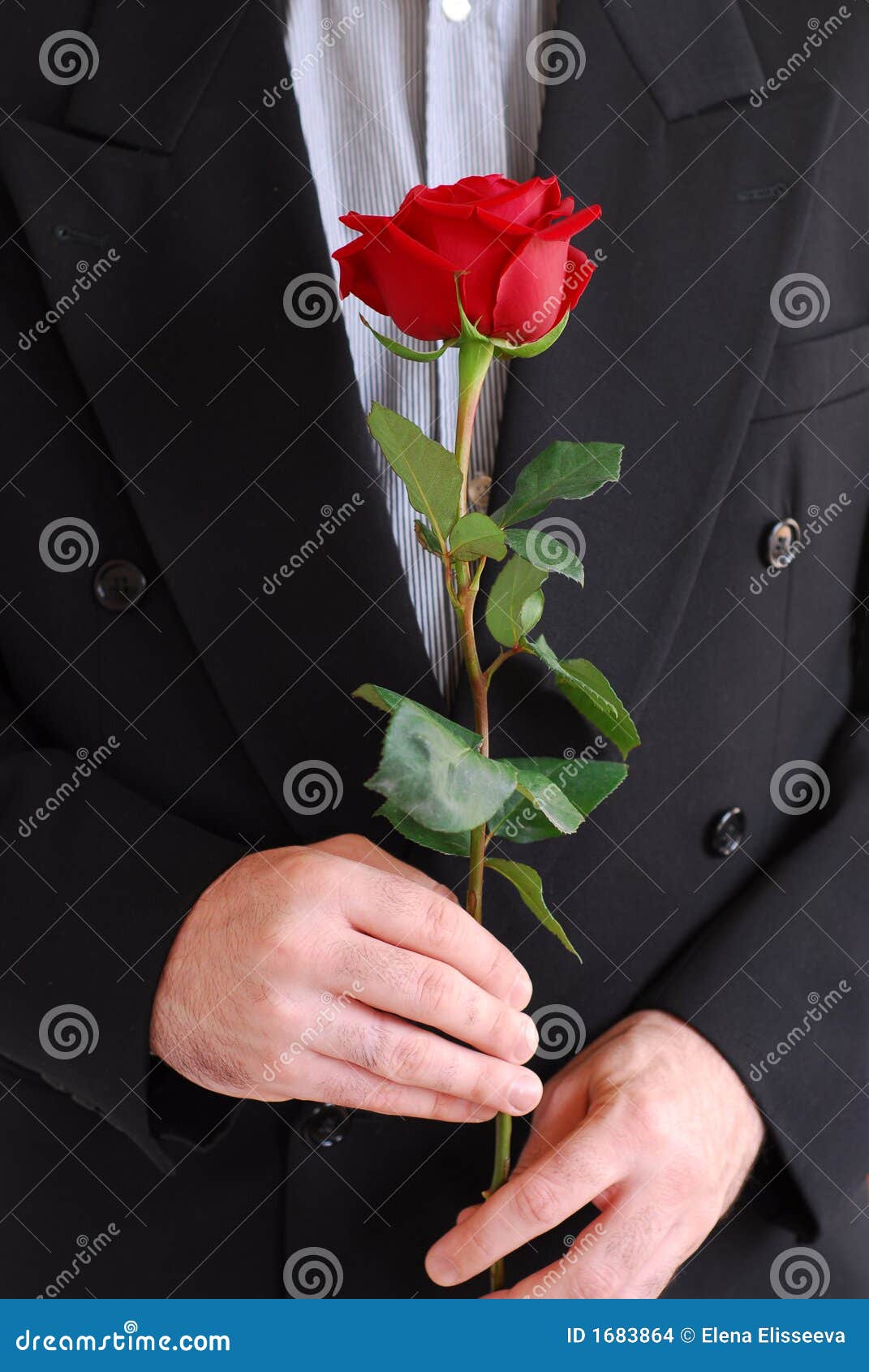 Man red rose stock photo. Image of giving, person, offer - 1683864