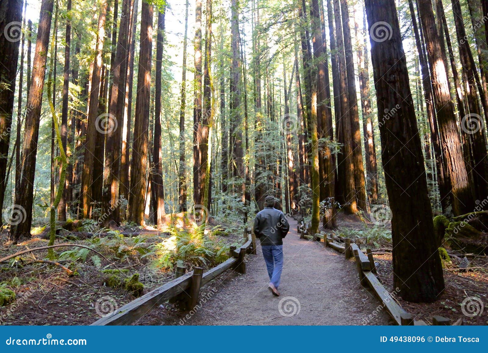Forest man redwood trees stock photo. Image of path, walking - 49438096
