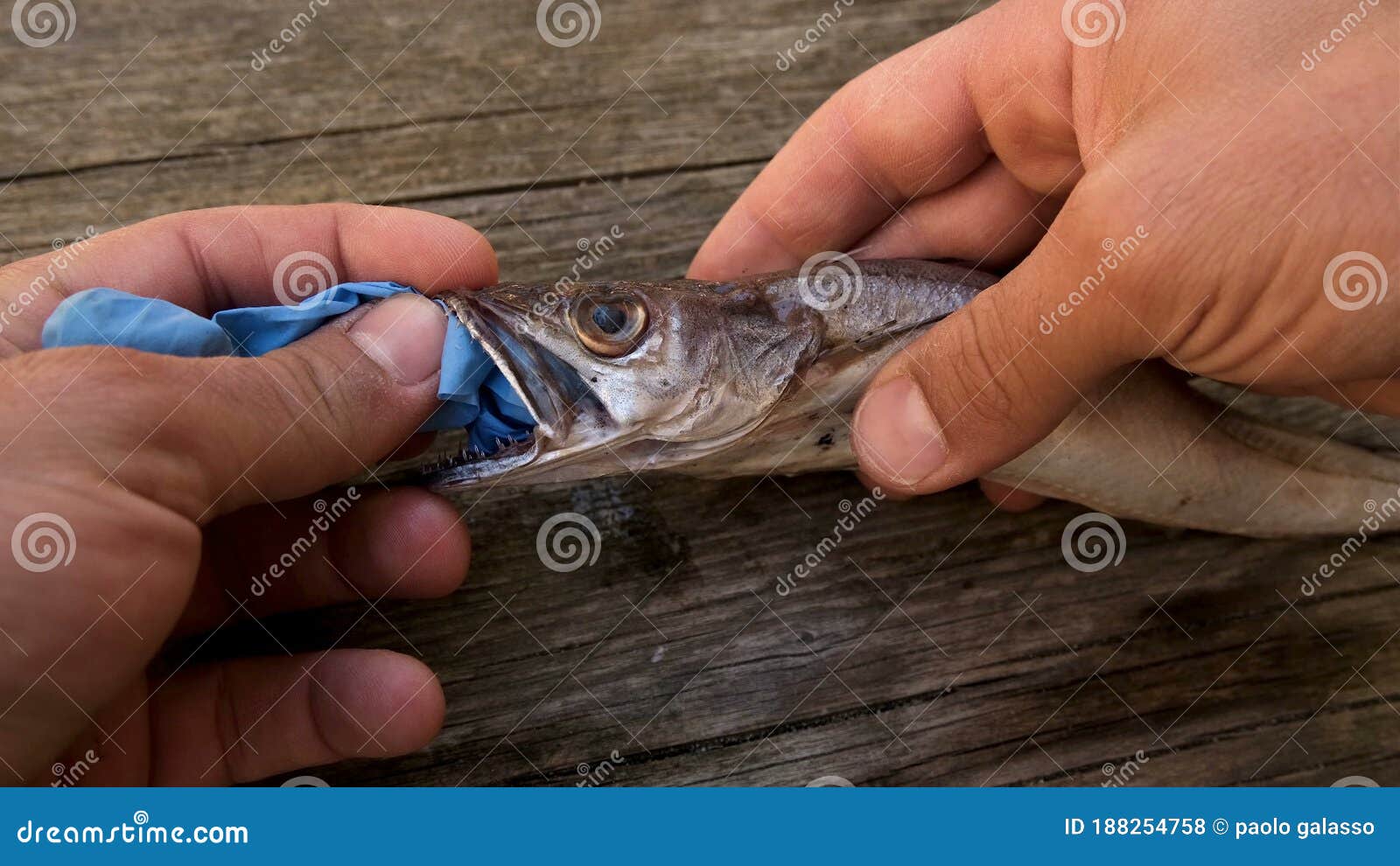 Man Remove Plastic on Cod Fish Mouth Dead Eating Disposal Glove Trash ...