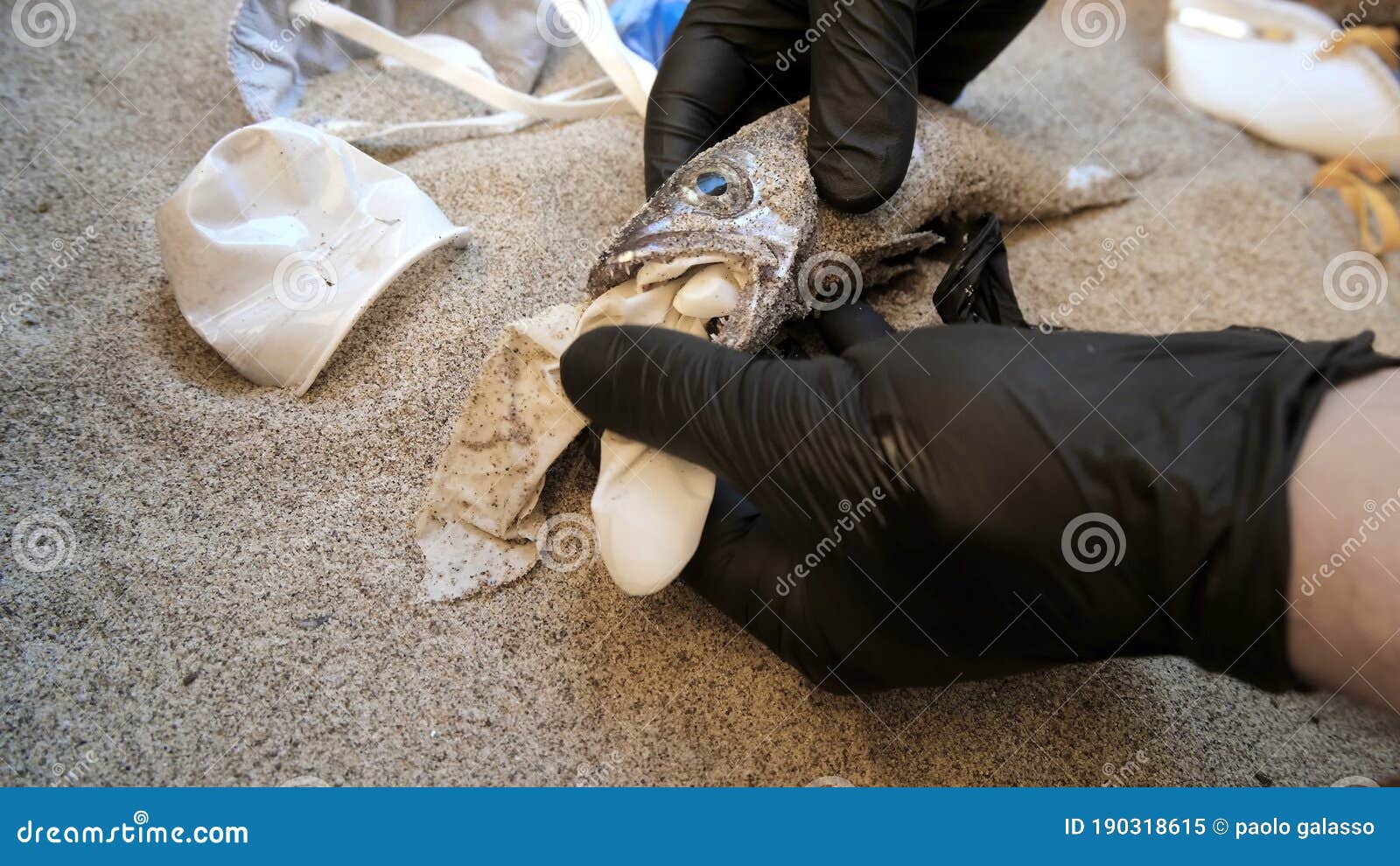 Man Remove Plastic Garbage from Dead Cod Fish,pollution on Seacoast ...