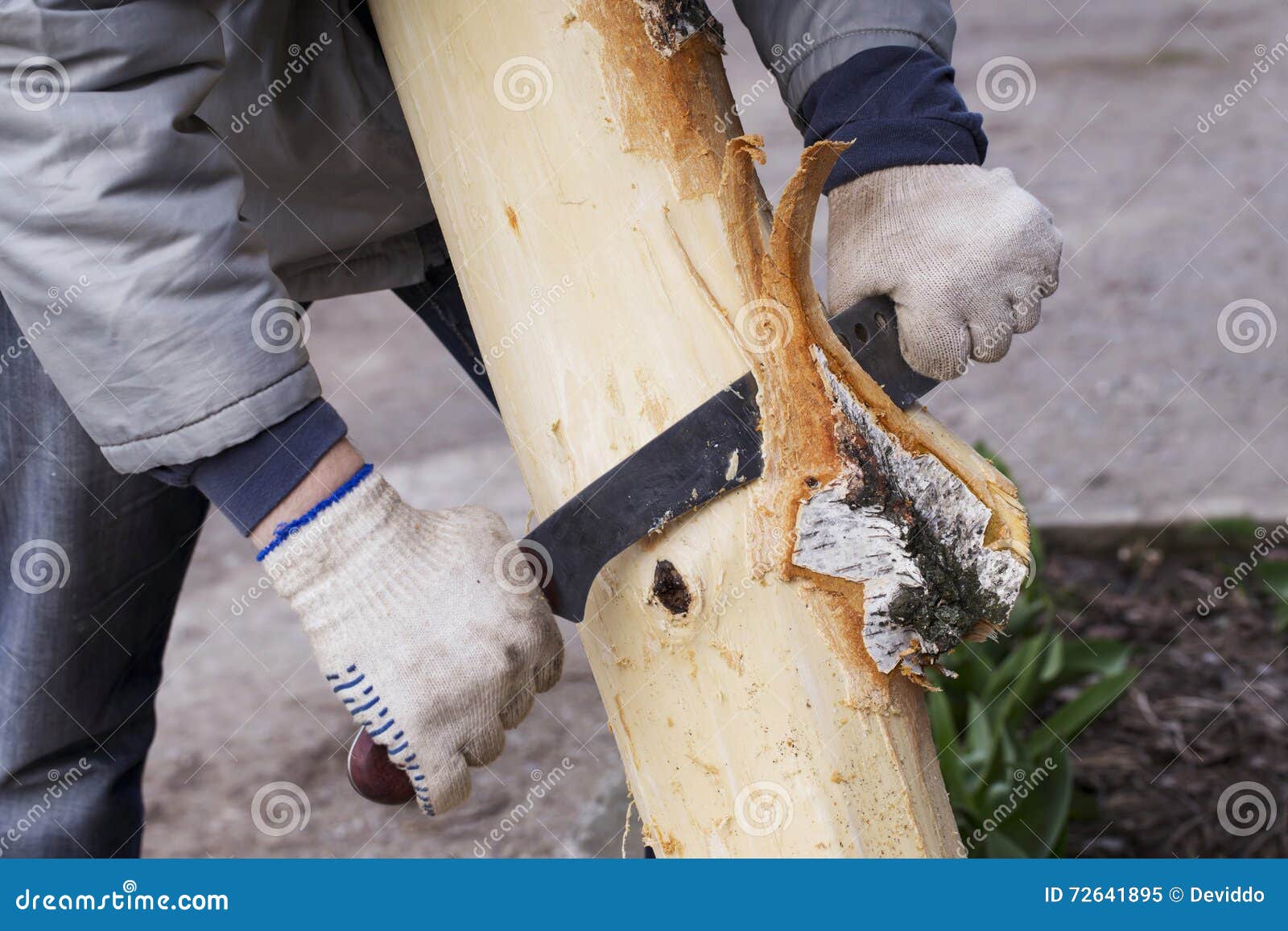 Man removes the bark stock image. Image of hand, gardening - 72641895