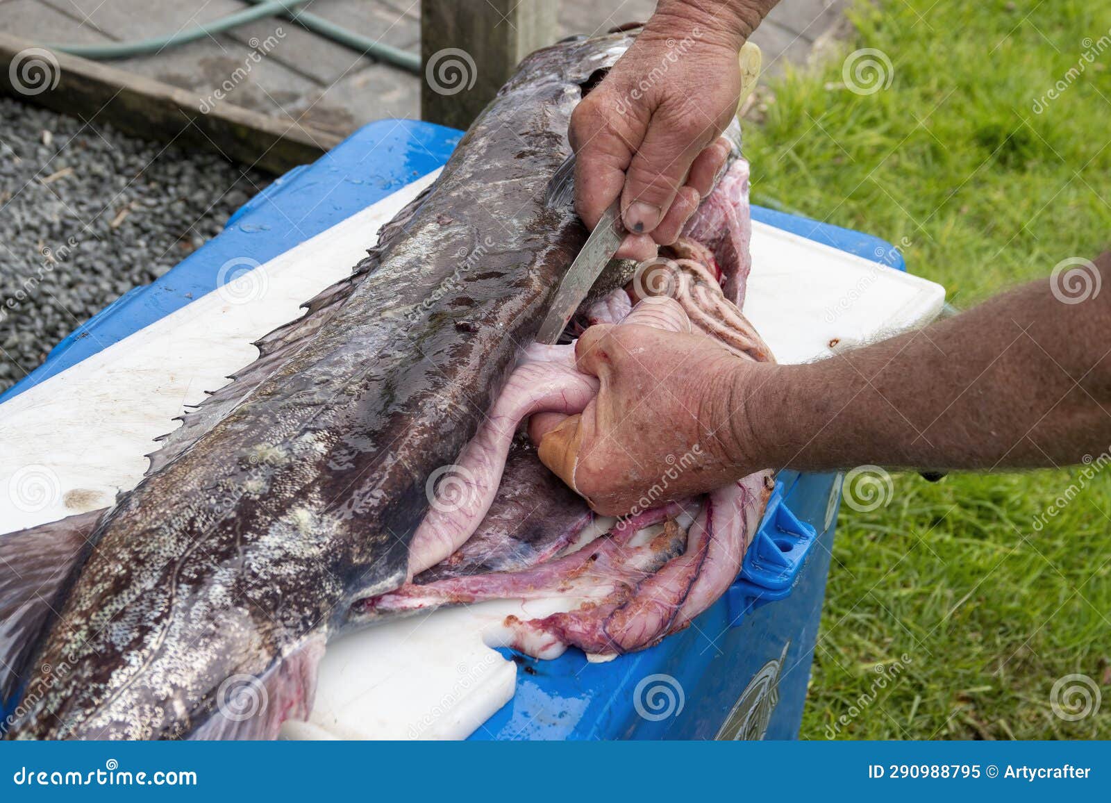 Man Removing the Internal Organs from a Large Deep Sea Fish Stock Image ... Man Removing the Internal Organs from a Large Deep Sea Fish Stock Image ...