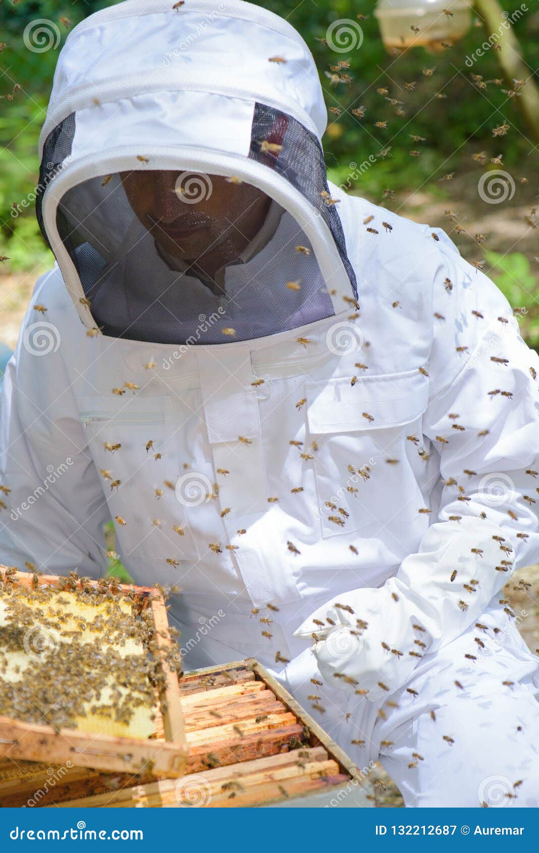 Man Removing Tray from Beehive Stock Image - Image of hive, apiculture ...