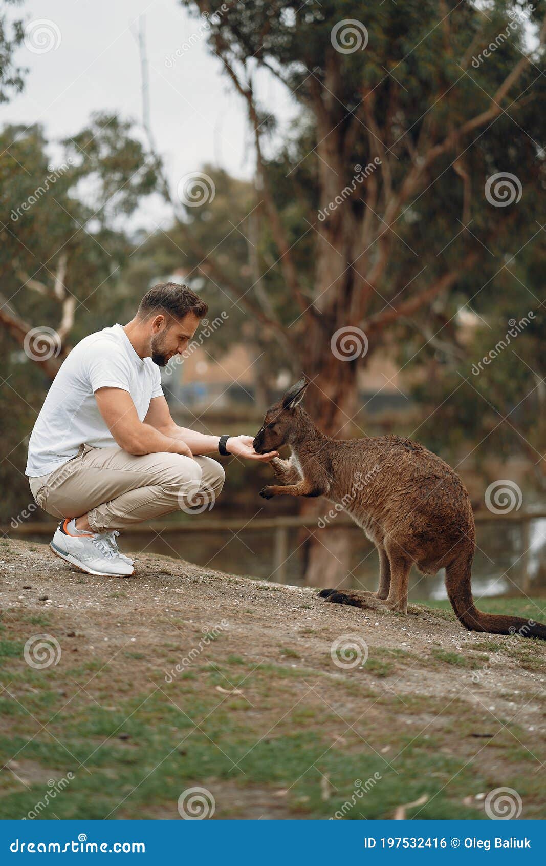 Man in the Reserve is Playing with a Kangaroo Stock Photo - Image of ...