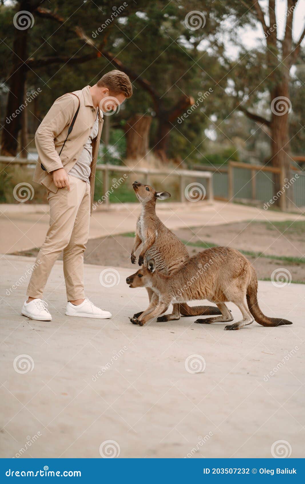 Man in the Reserve is Playing with a Kangaroo Stock Photo - Image of ...