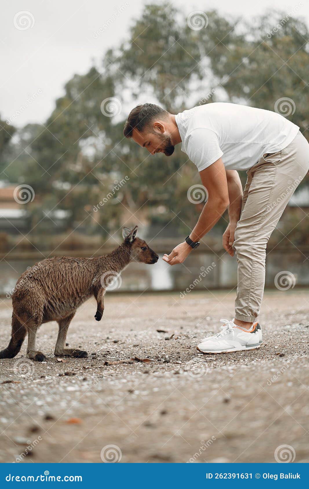 Man in the Reserve is Playing with a Kangaroo Stock Image - Image of ...