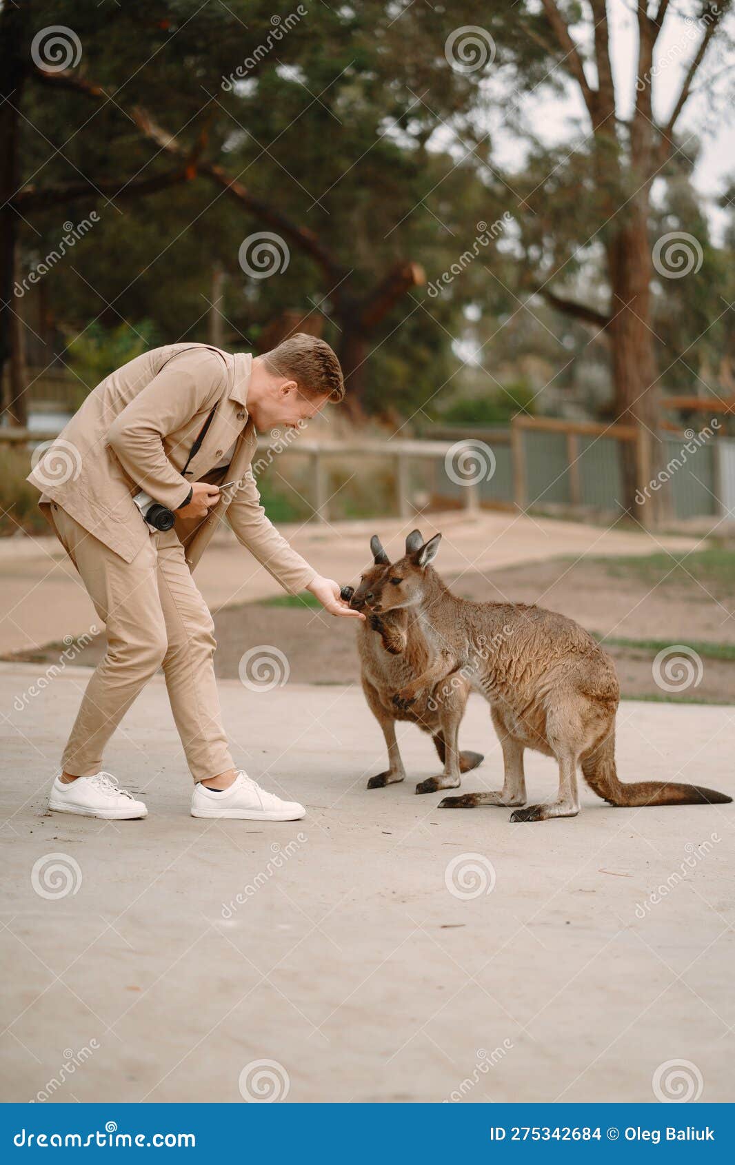 Man in the Reserve is Playing with a Kangaroo Stock Photo - Image of ...