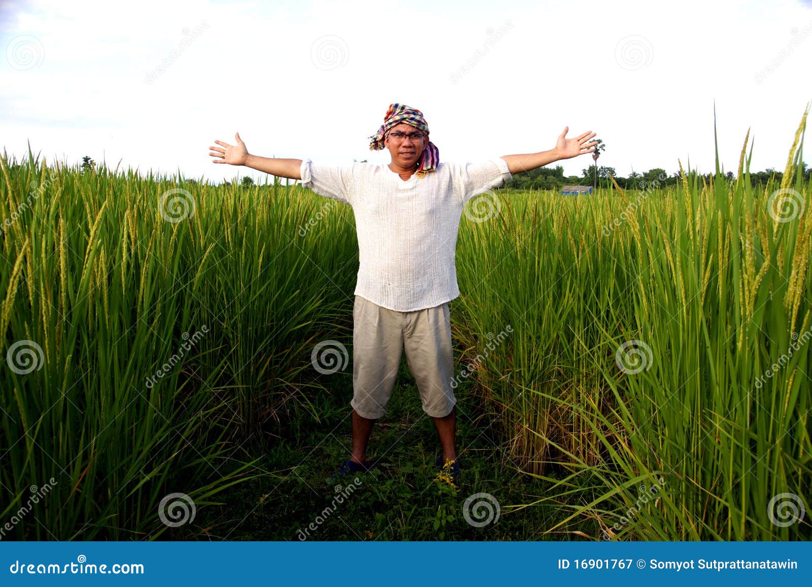 Man in rice field stock image. Image of flesh, field - 16901767