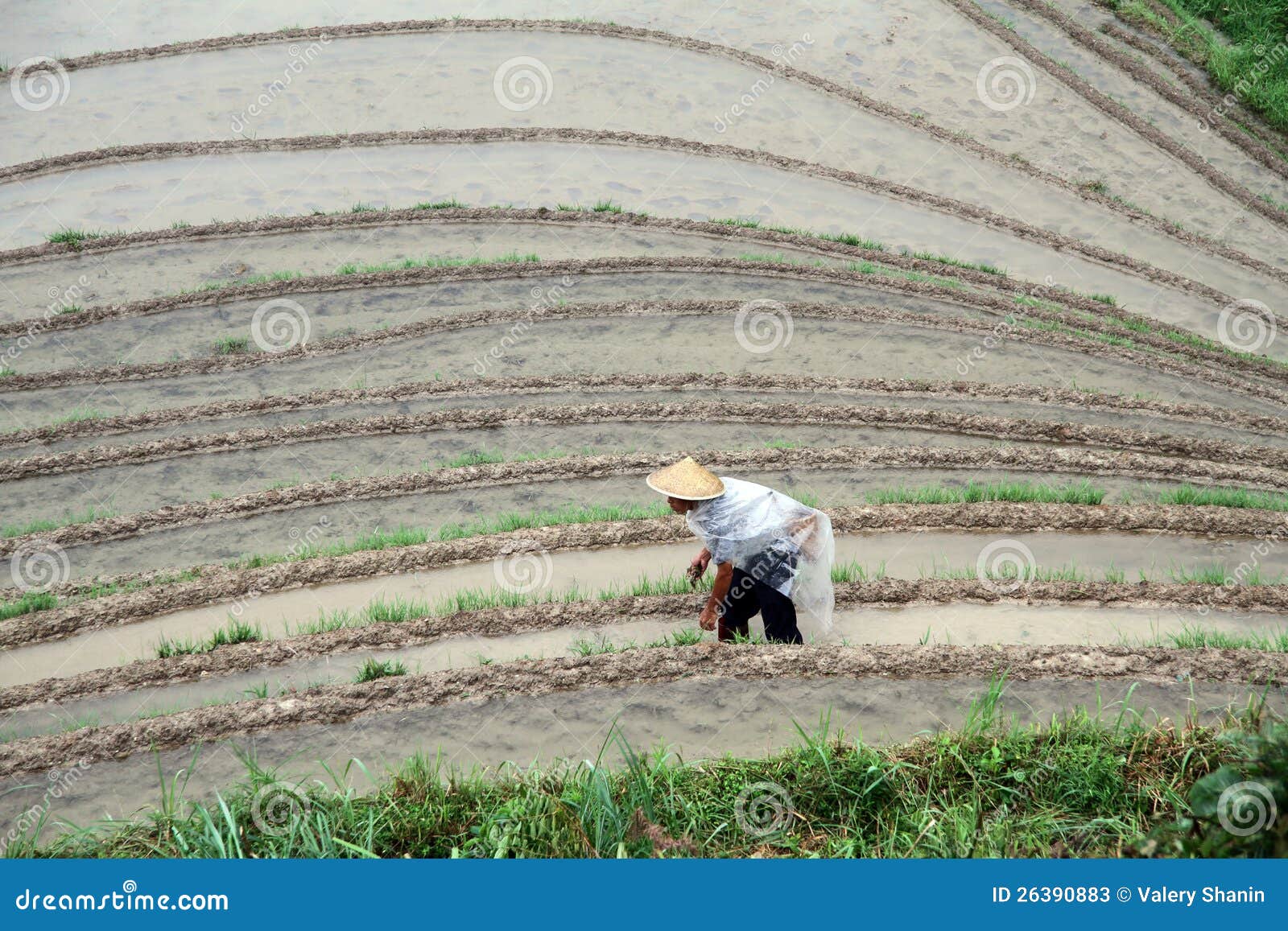 Man on the rice field editorial stock photo. Image of countryside ...