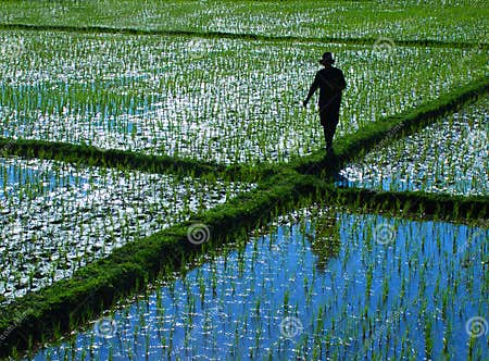 Man in a rice field stock image. Image of farm, green - 4293753