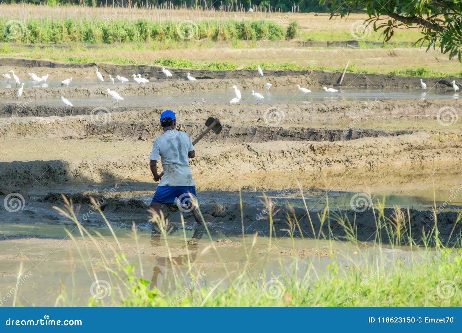 Man on the rice field. editorial image. Image of outdoors - 118623150