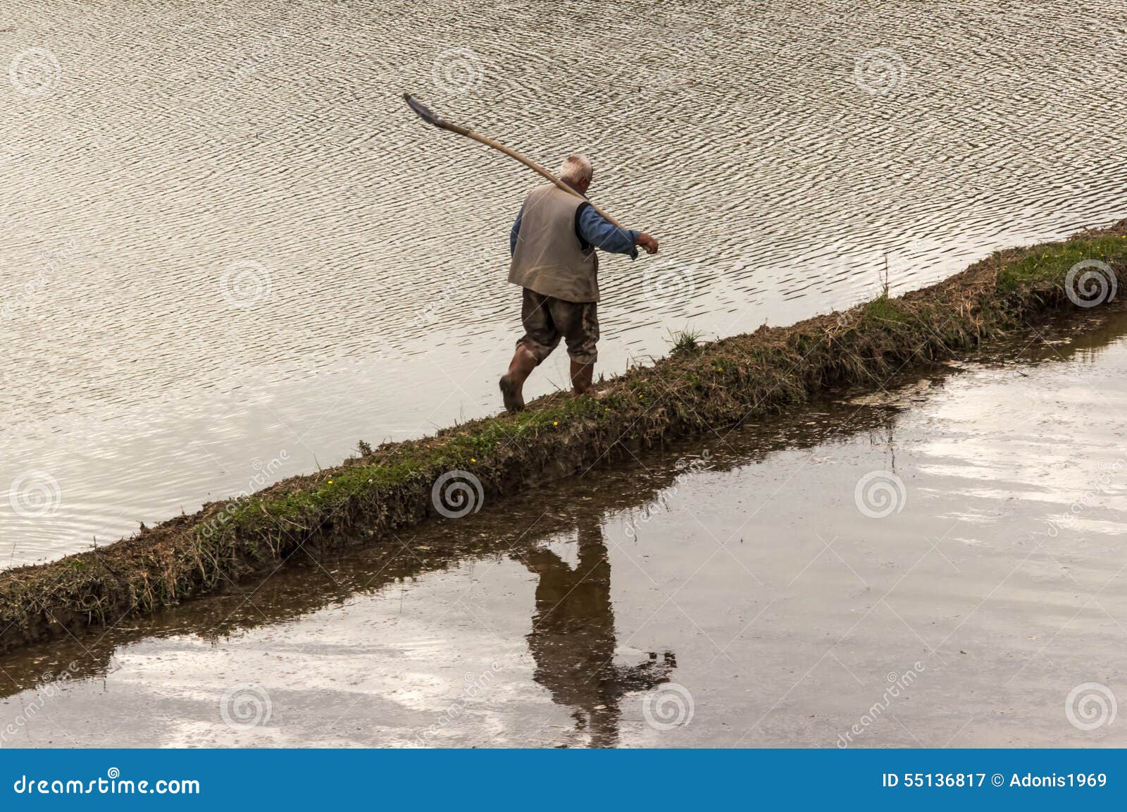 Man in rice paddy stock image. Image of tool, agribusiness - 55136817