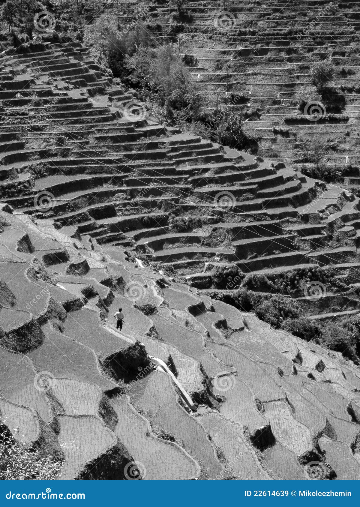 Man among the Rice Terraces Stock Image - Image of mountains, white ...