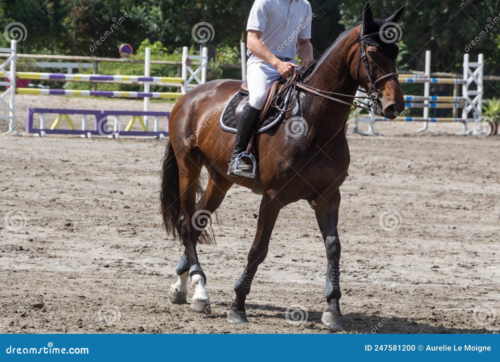 Man riding a bay horse stock photo. Image of rider, competition - 247581200