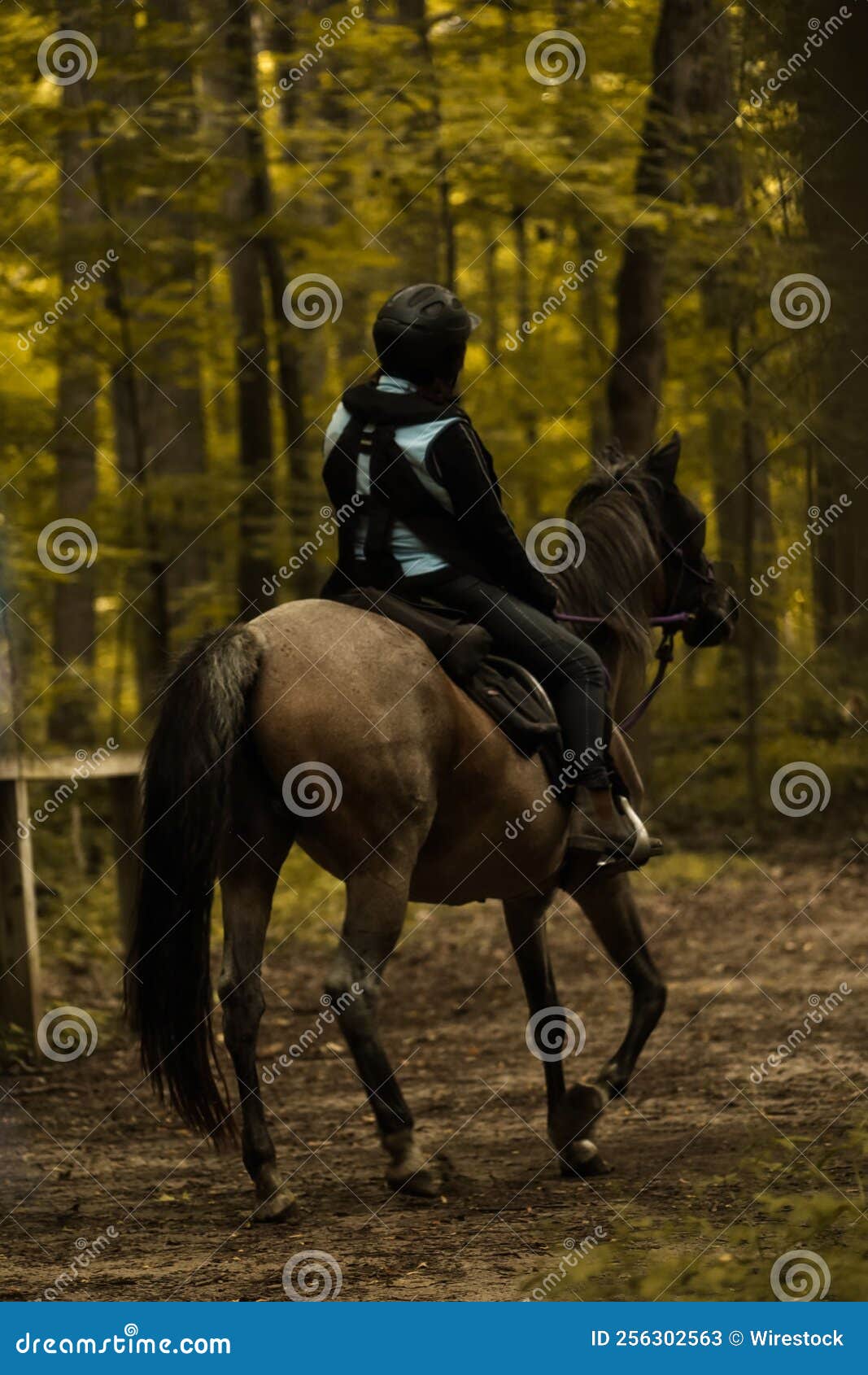 Man Riding a Brown Horse in the Forest Stock Image - Image of forest ...