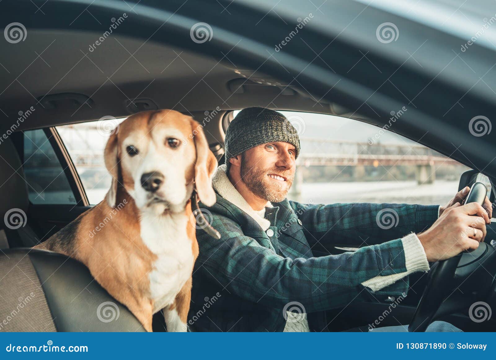 Man Riding a Car and His Beagle Dog Sit Inside with Him Stock Photo ...