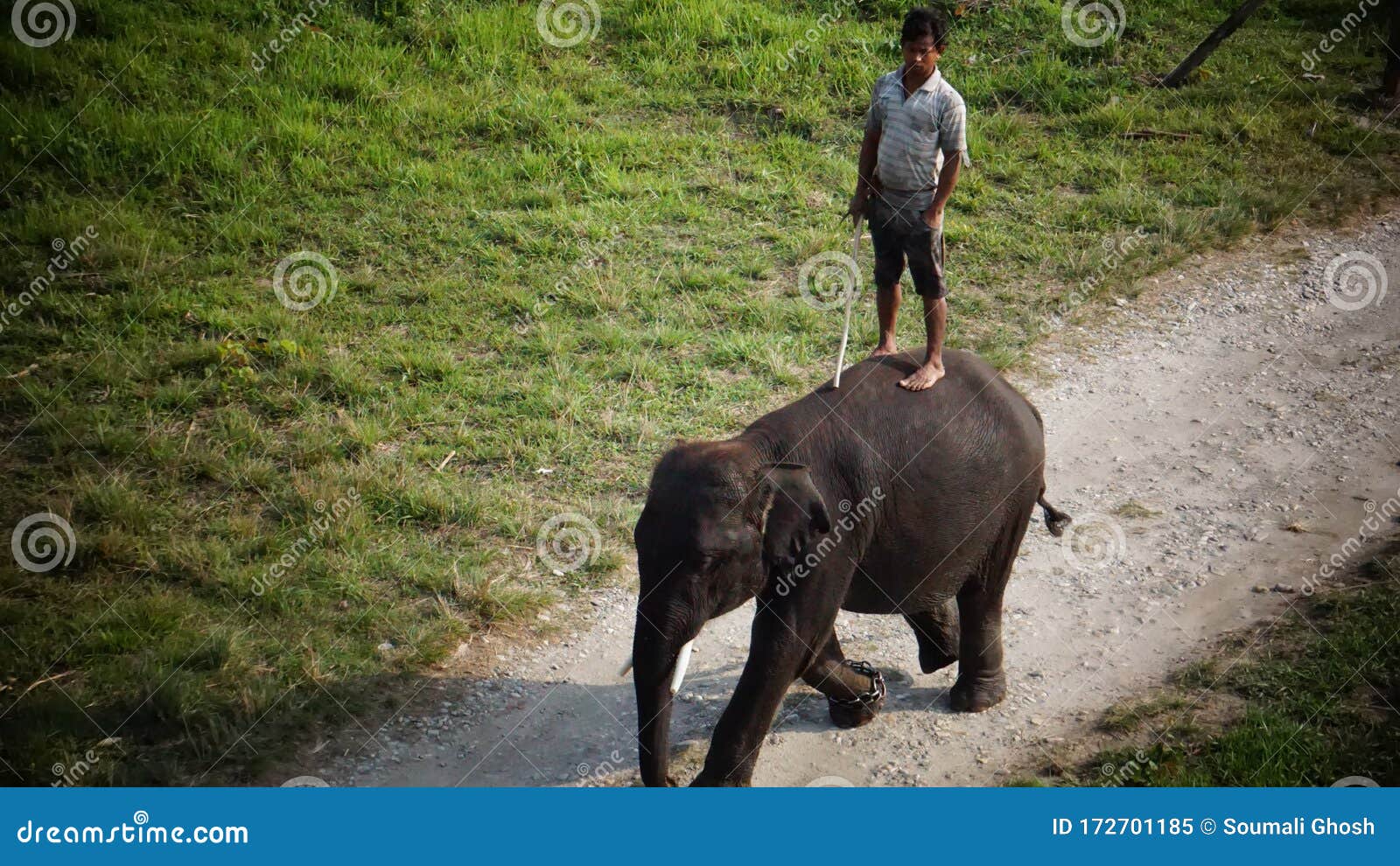 A Man Riding on Elephant Back Editorial Image - Image of animal ...