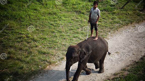 A Man Riding on Elephant Back Editorial Image - Image of animal ...