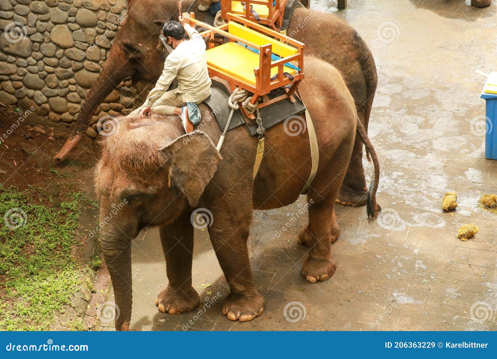 Man Riding Elephant in Nature Park Bali ZOO Editorial Stock Image ...