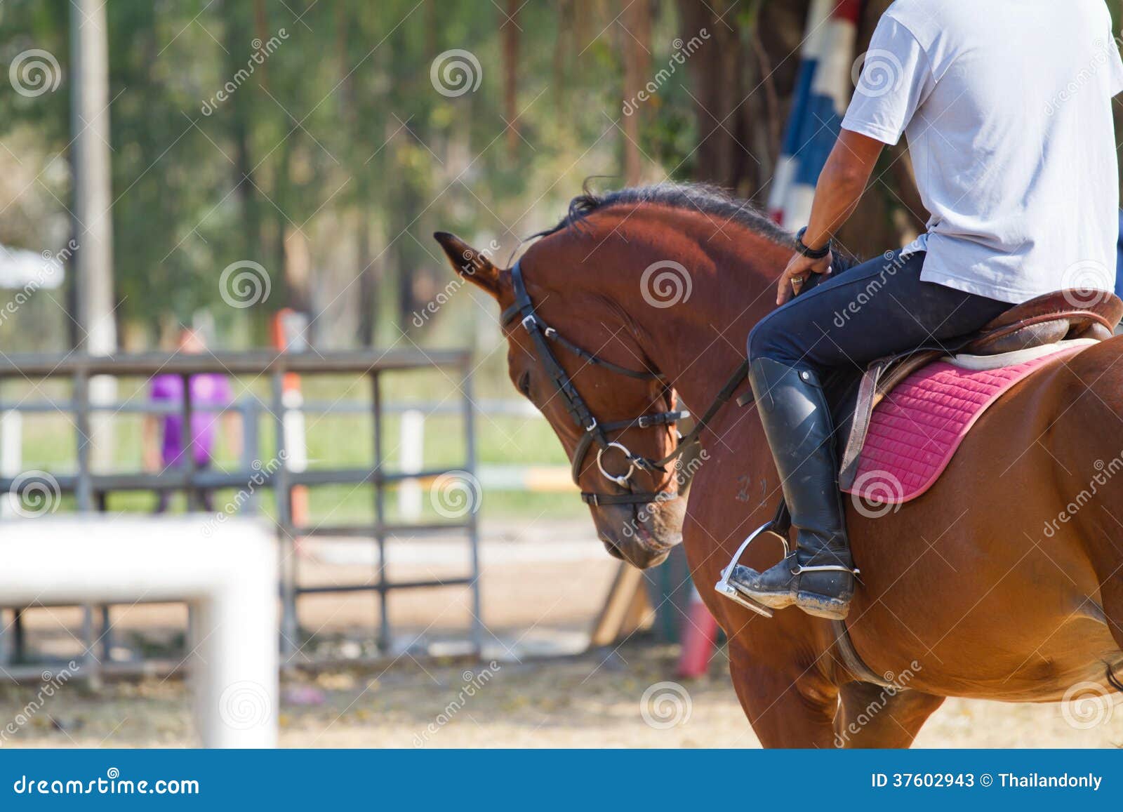 Man riding horse stock image. Image of equine, grass - 37602943