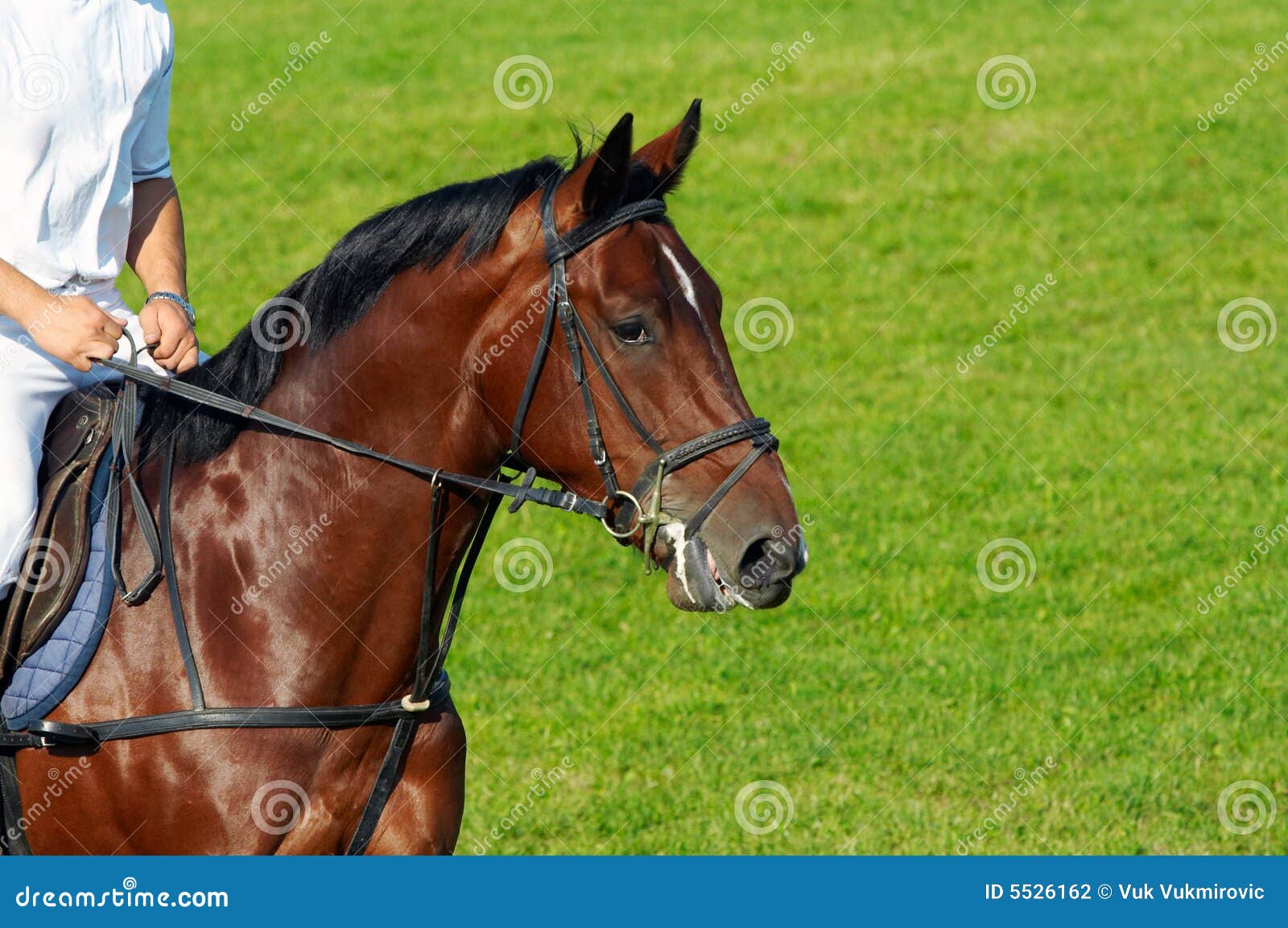 Man riding a horse stock photo. Image of racehorse, mare - 5526162