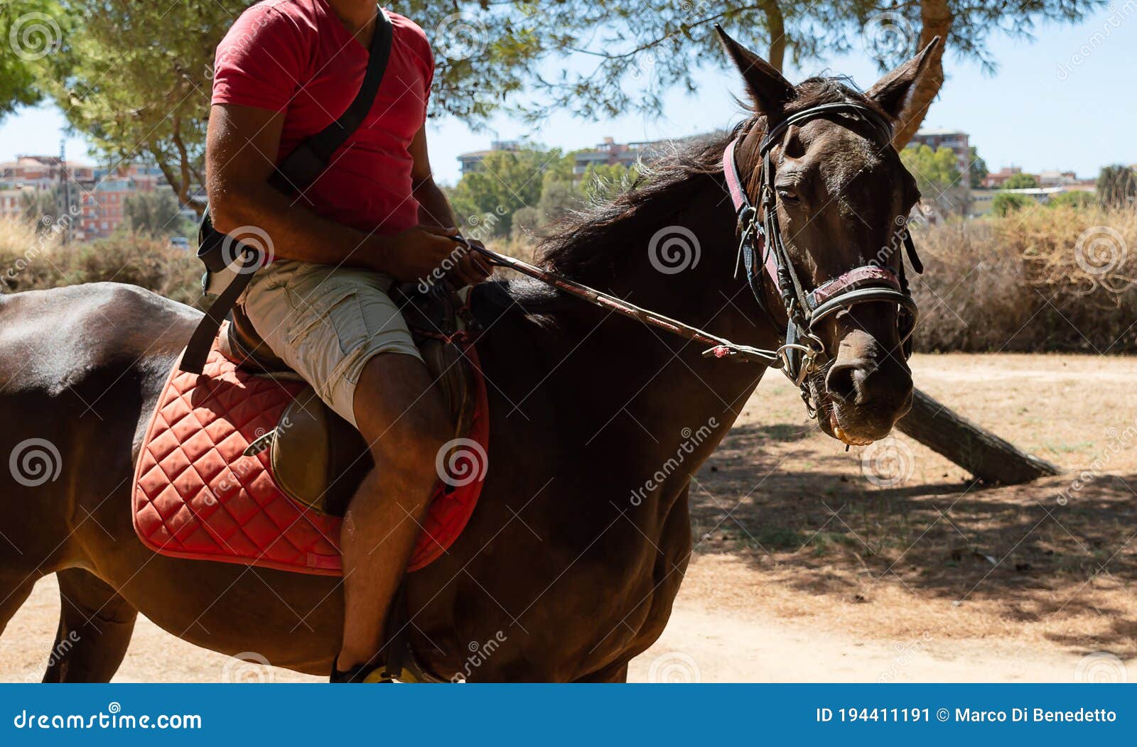 Man riding horse in nature stock image. Image of equestrian - 194411191