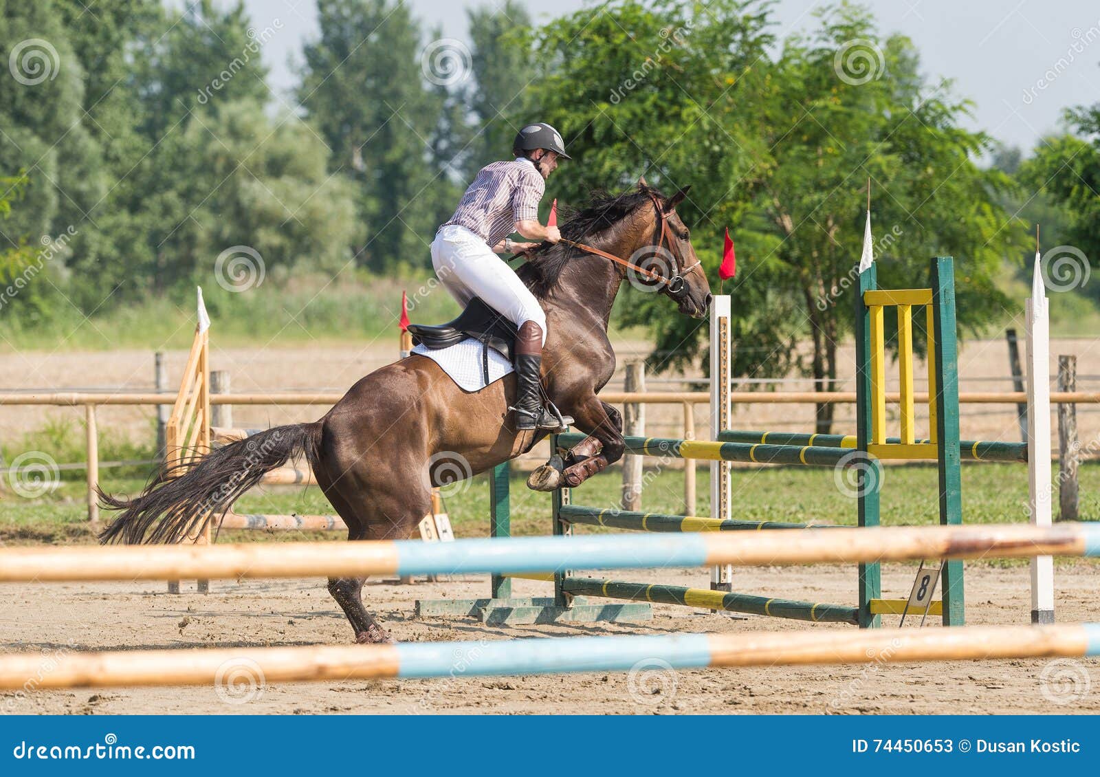 Man riding a horse stock image. Image of outdoor, training - 74450653