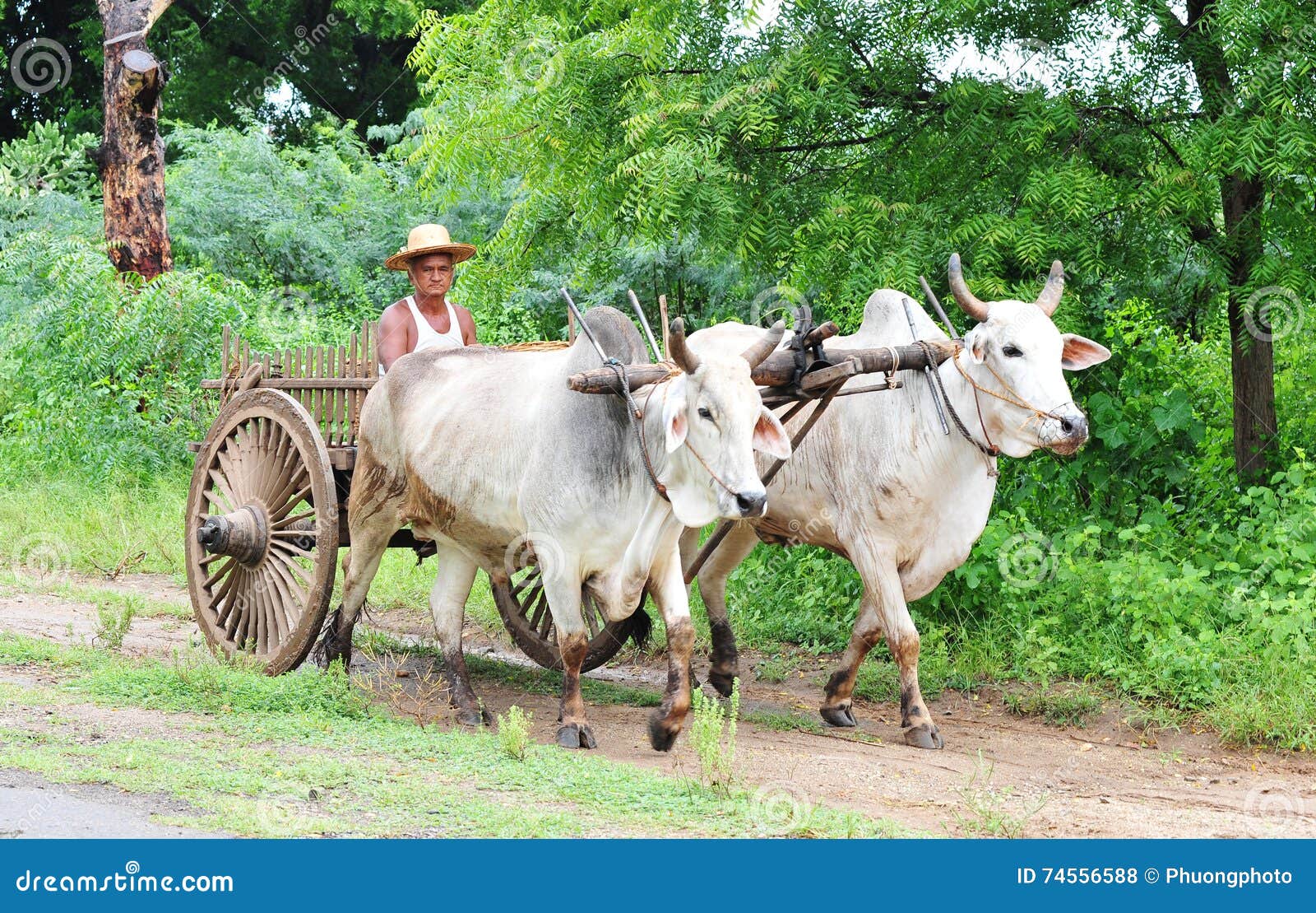 A Man Riding Ox Cart in Bagan, Myanmar Editorial Stock Photo - Image of ...